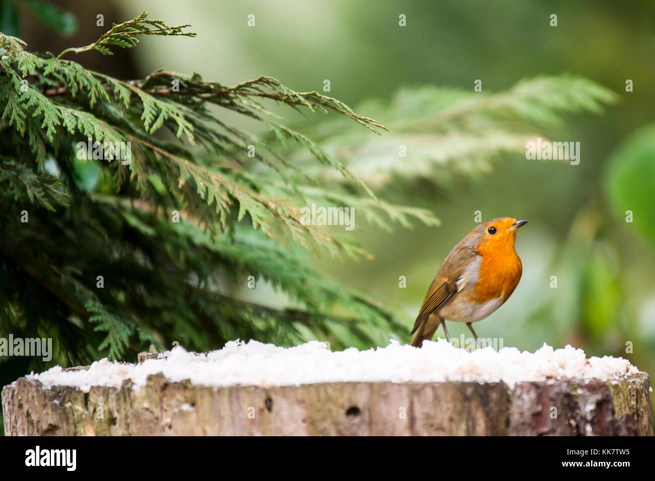 Robin tree snow fir hi-res stock photography and images - Alamy
