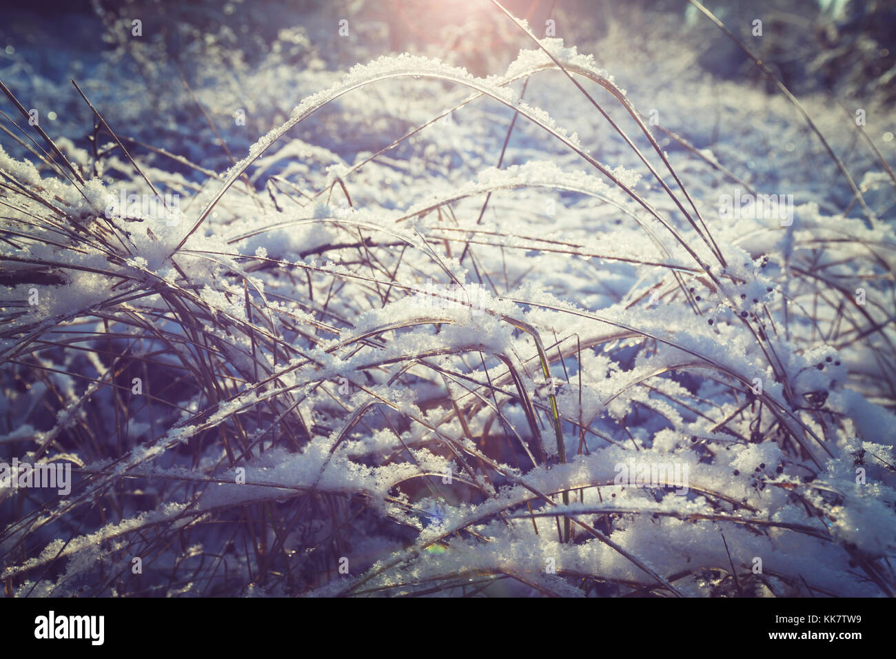 Winter landscape. Frozen meadow Stock Photo - Alamy
