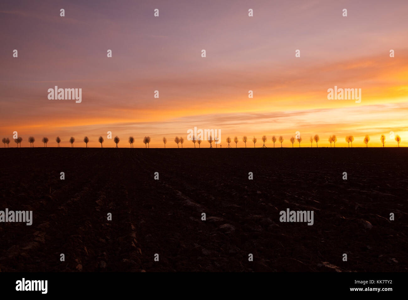 Dramatic sunset in an alley of trees Stock Photo - Alamy