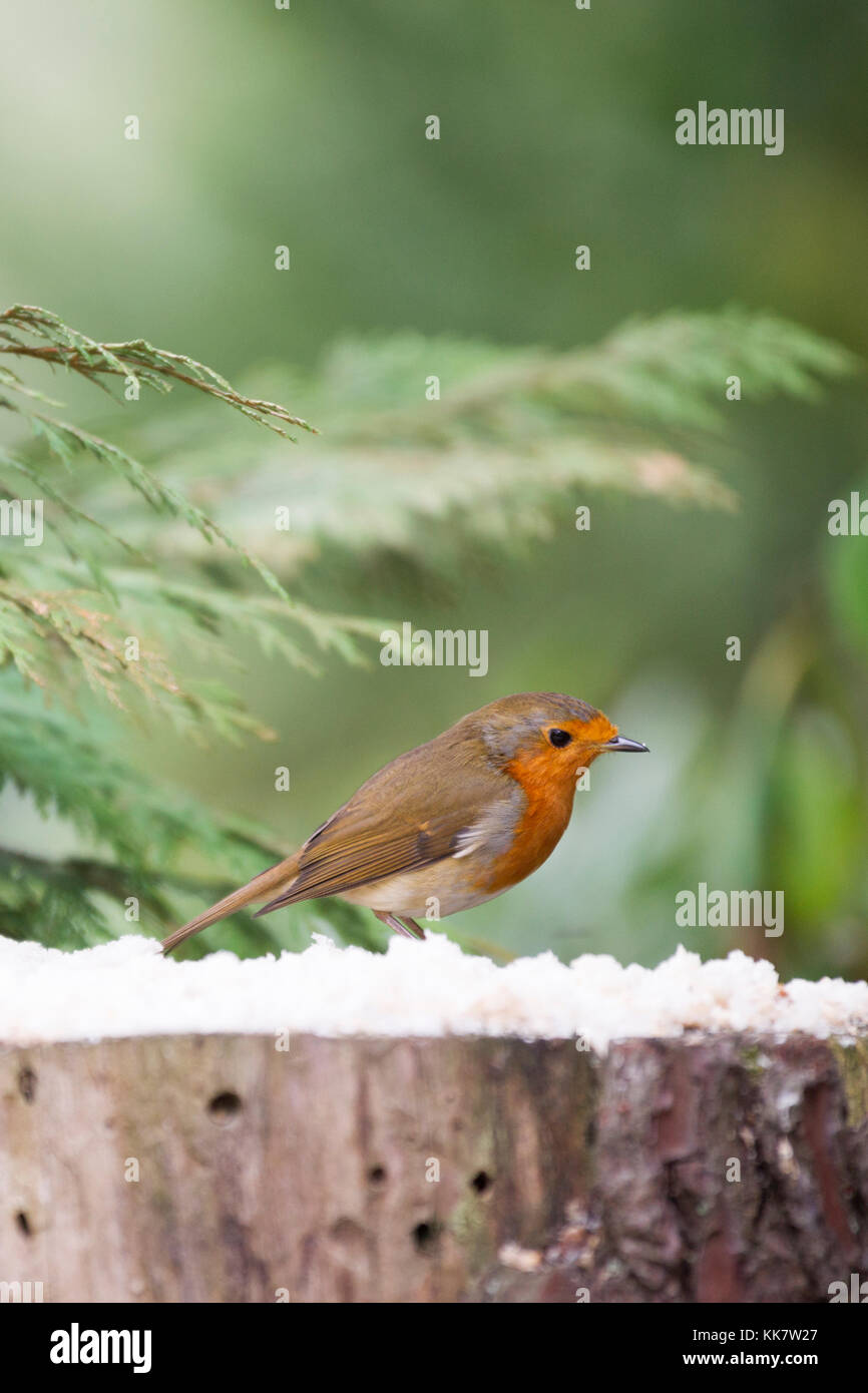 Christmas robin scene Stock Photo - Alamy