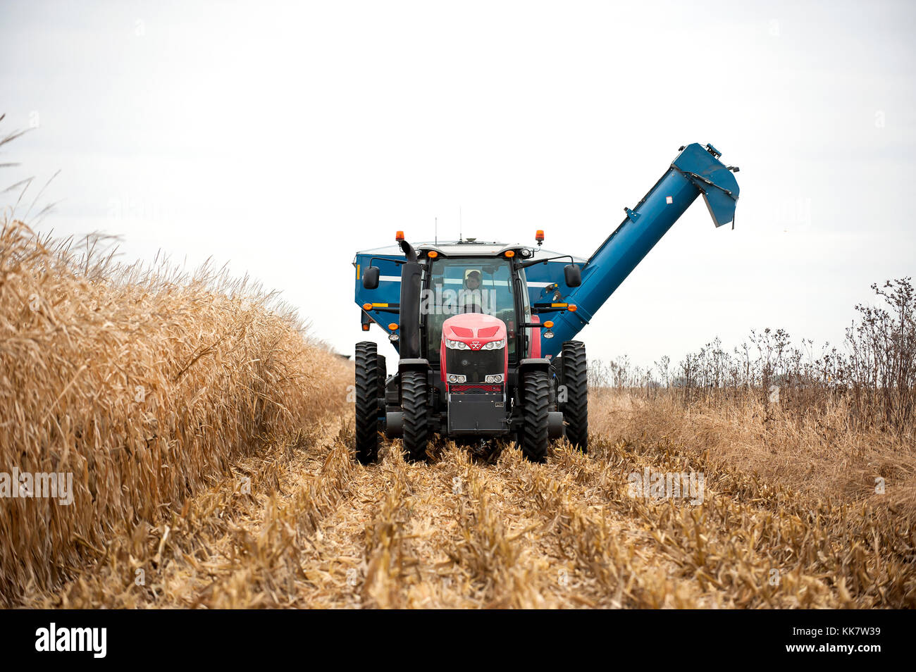 FARMER DRIVING TRACTOR AND GRAVITY BIN IN CORN FIELD ON A FARM IN ...