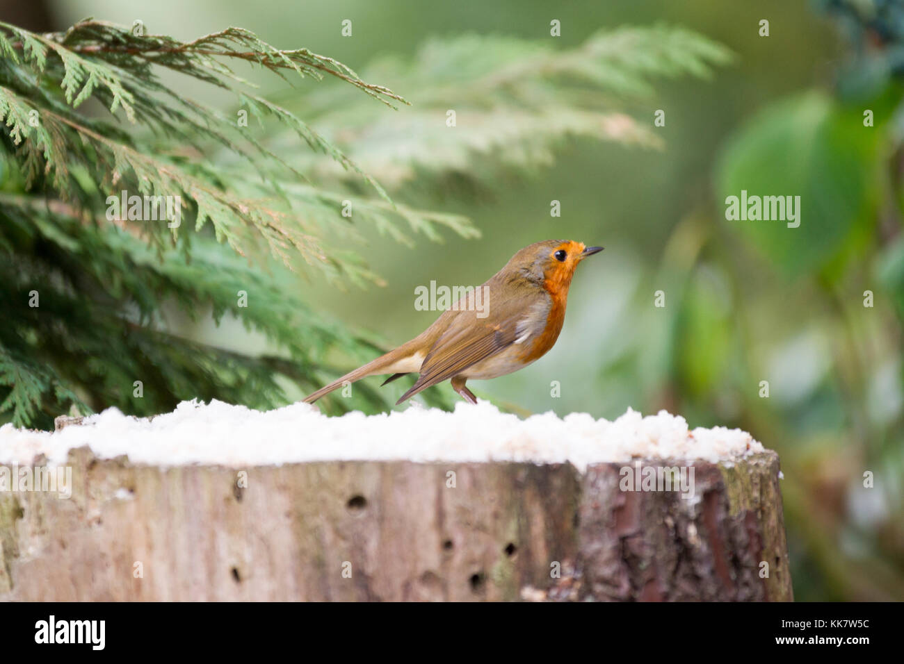 Christmas robin scene Stock Photo - Alamy