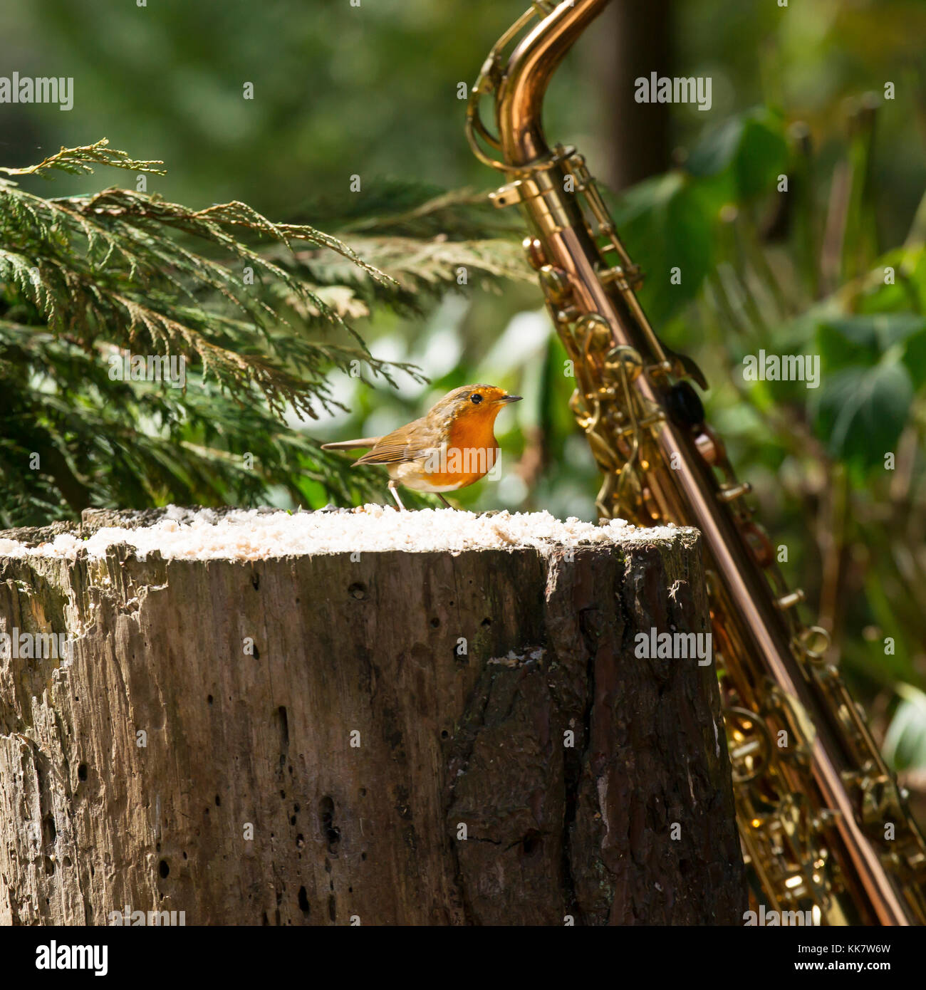 Christmas robin scene Stock Photo - Alamy