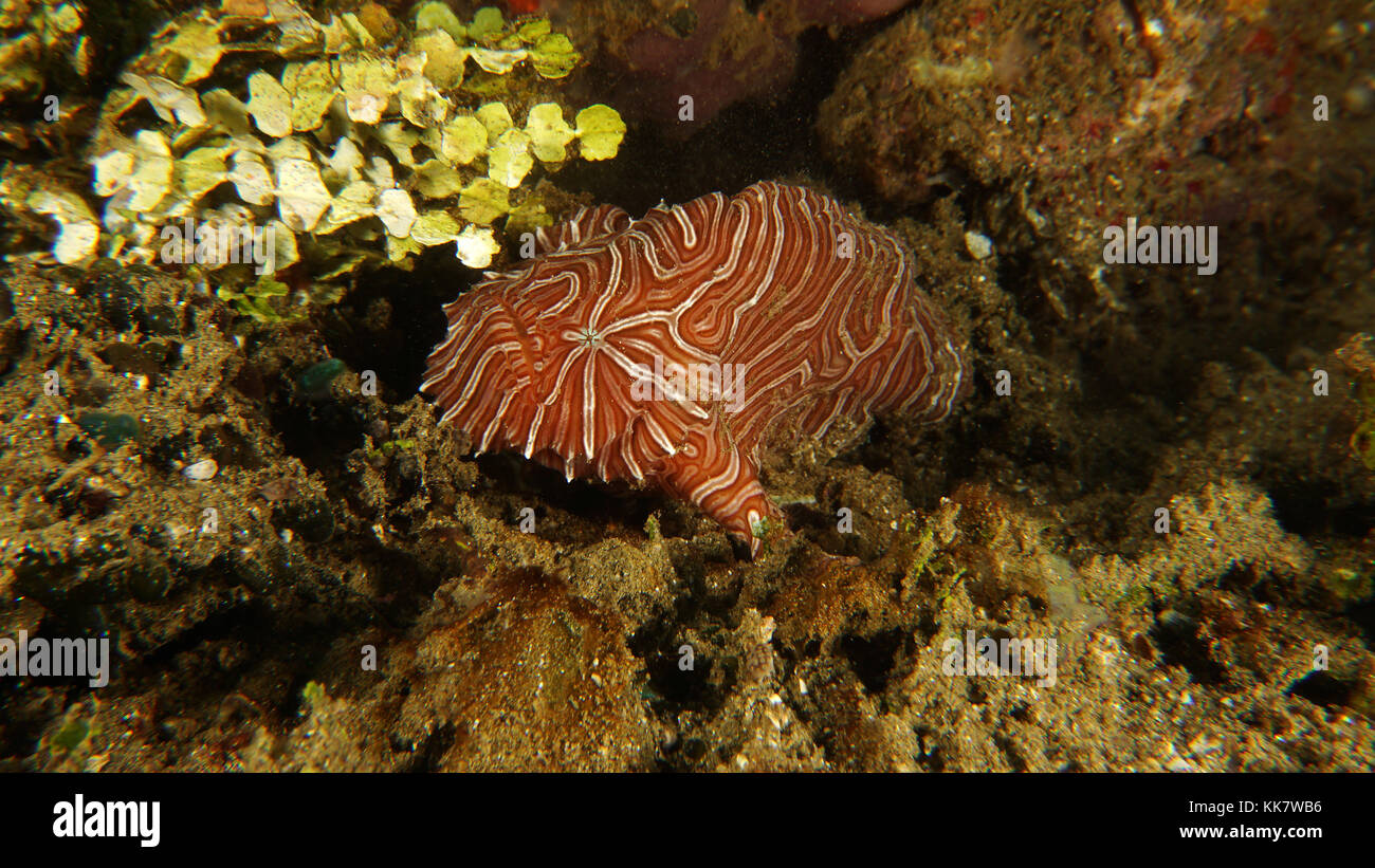 Psychedelica hi-res stock photography and images - Alamy