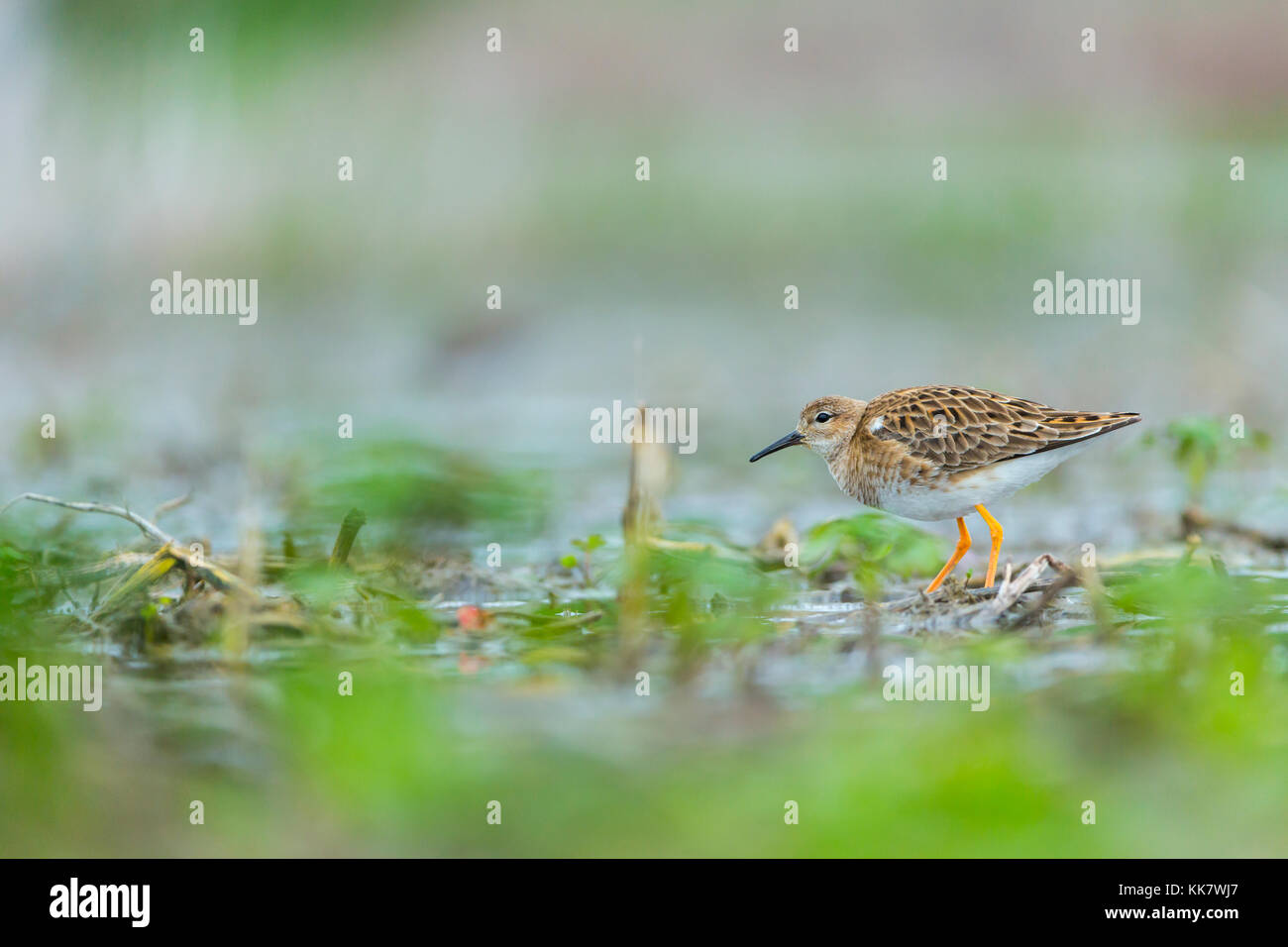 WADER Ruff (Philomachus pugnax Stock Photo - Alamy