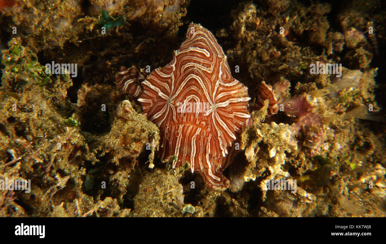 Psychedelica hi-res stock photography and images - Alamy