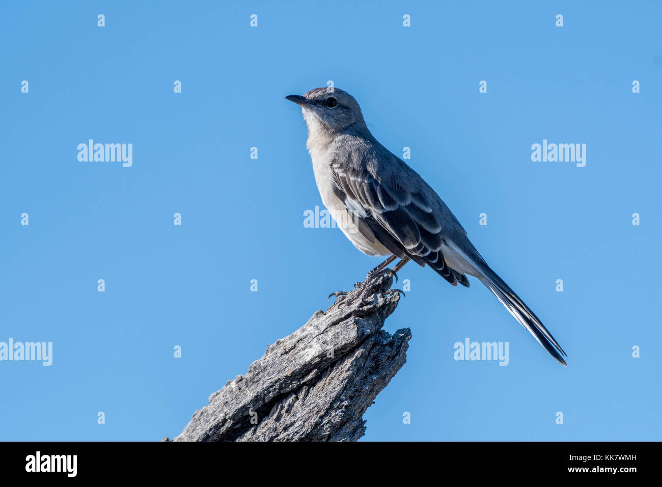 Northern Mockingbird, (Mimus polyglottos), Bosque del Apache National ...