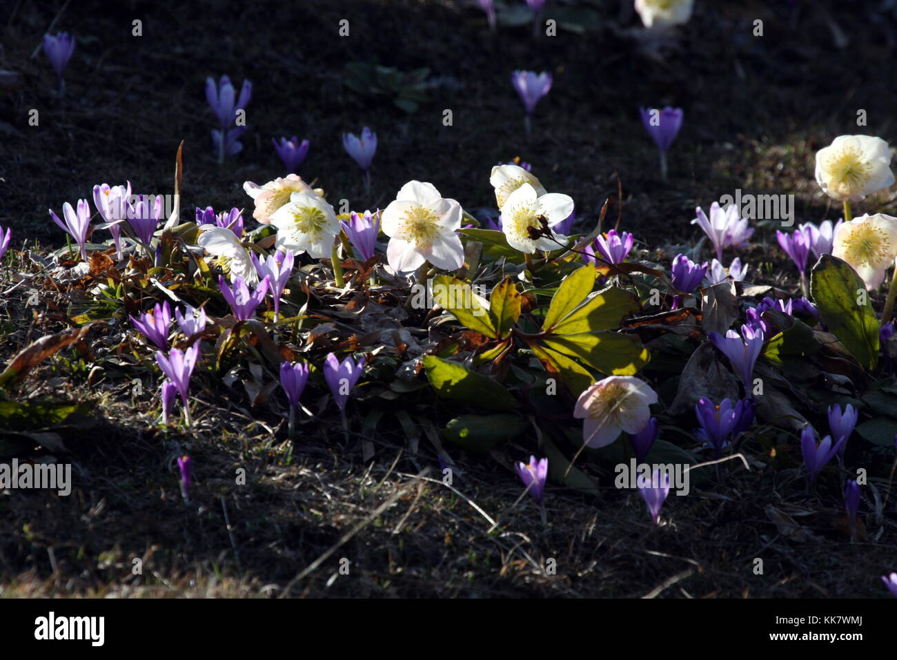 Spring flowers on the edge of the forest Stock Photo - Alamy