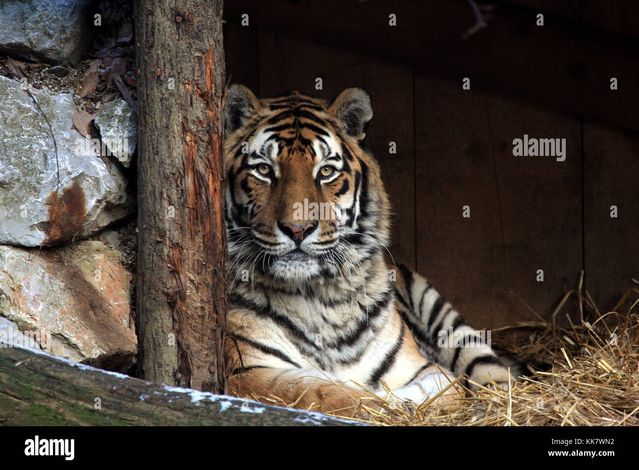 Siberian tiger observing surroundings from his shelter Stock Photo - Alamy