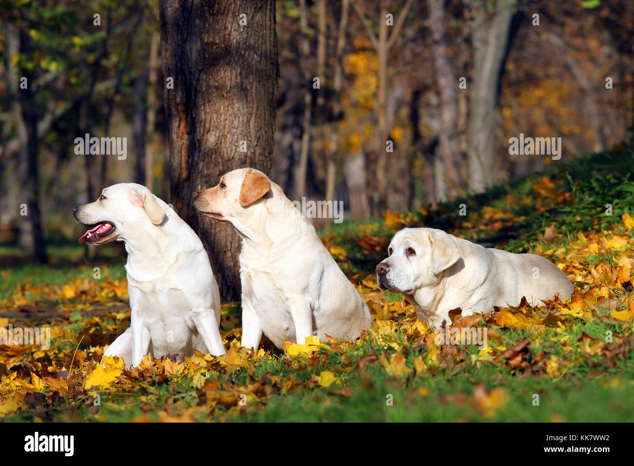 three nice smart yellow labradors in the park in autumn Stock Photo - Alamy