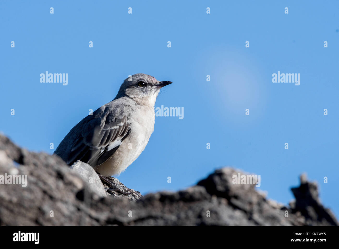 Northern Mockingbird, (Mimus polyglottos), Bosque del Apache National ...