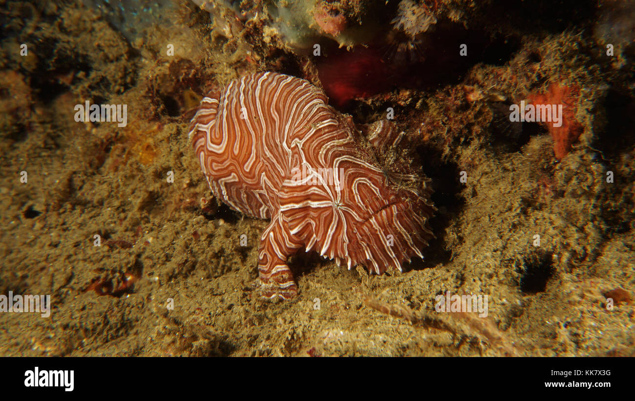Psychodelic Frogfish Histiophryne psychedelica Stock Photo - Alamy