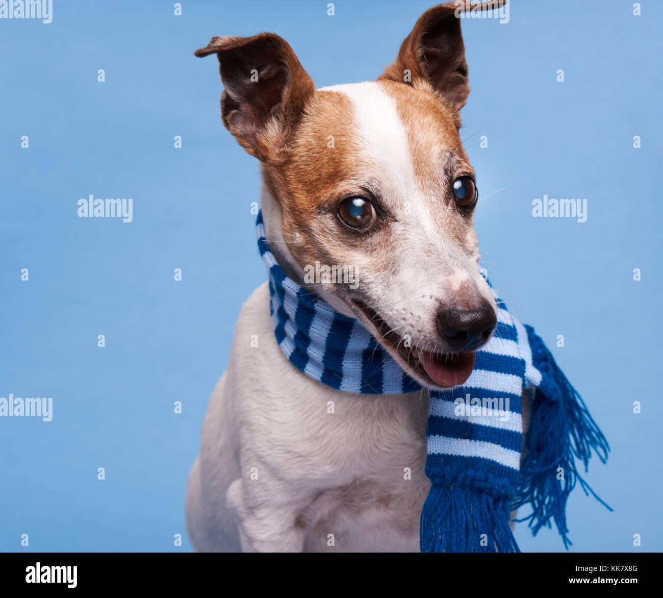 Interesting dog portrait on blue background. Funny jack russell terrier ...