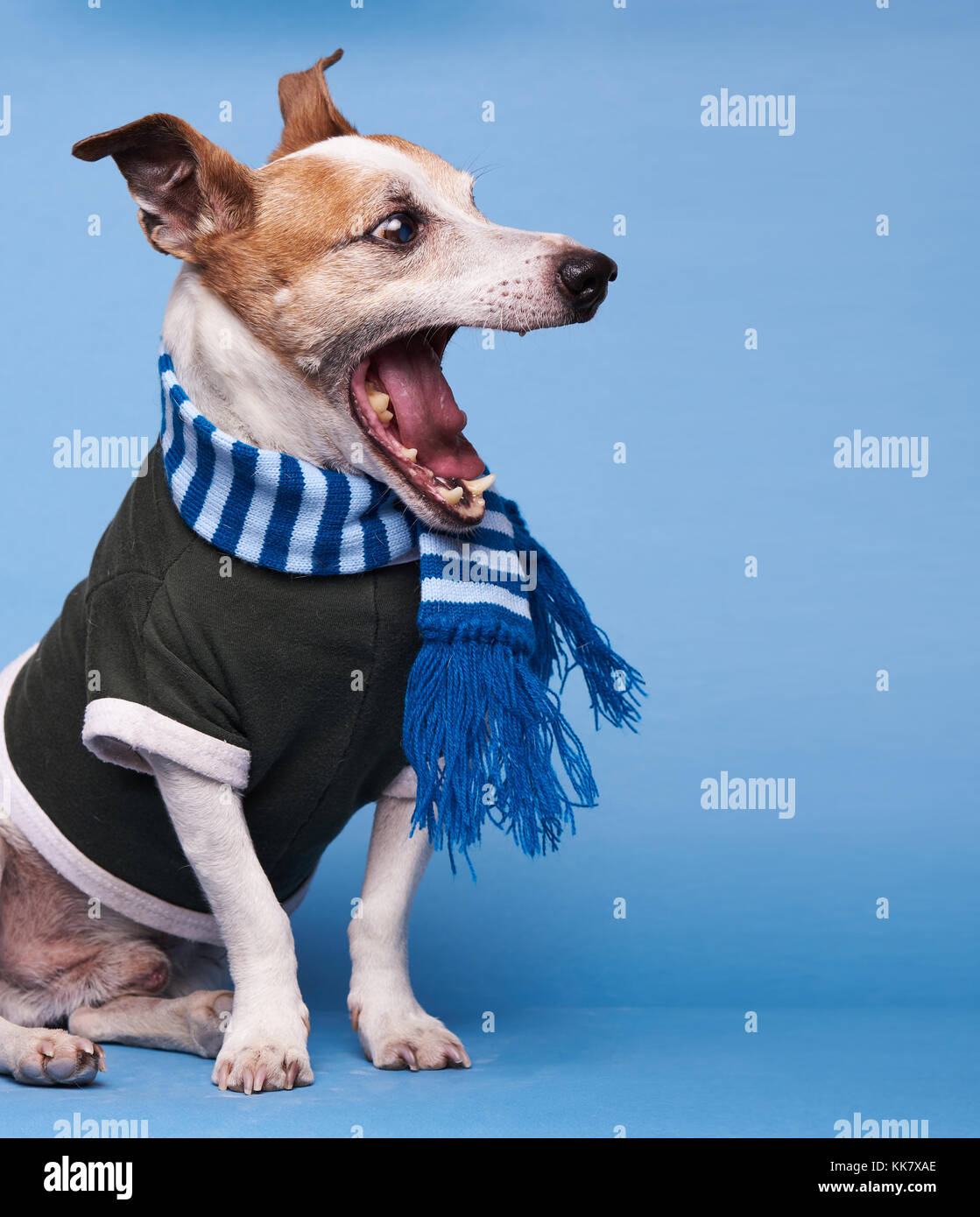 Funny jack russell terrier dog with open mouth. Dog shouting Stock ...