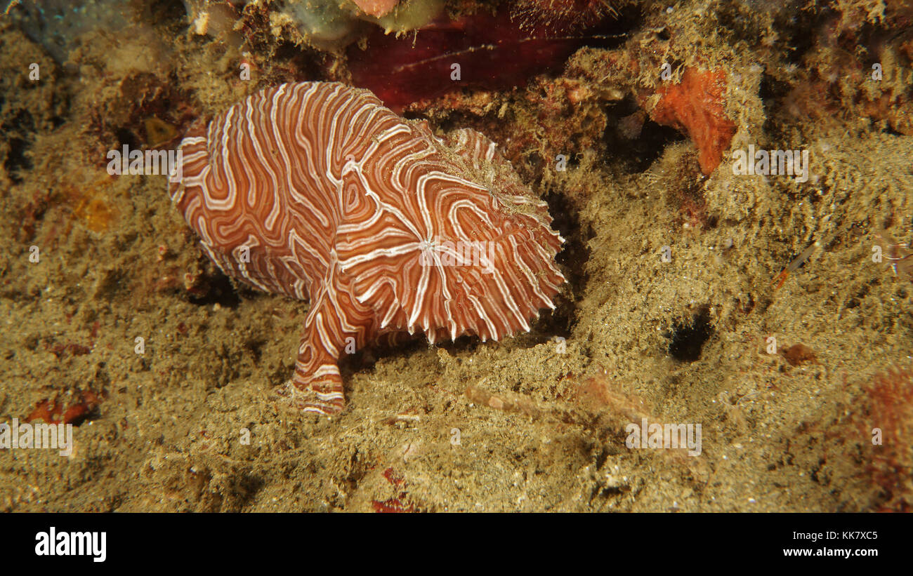 Psychodelic Frogfish Histiophryne psychedelica Stock Photo - Alamy