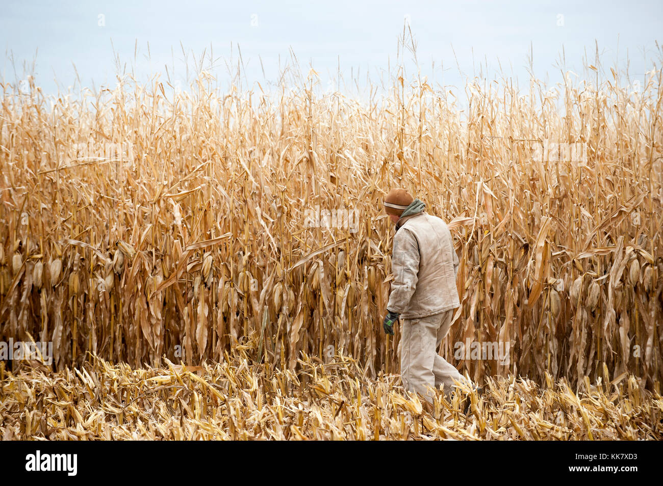 FARMER INSPECTING THE SOIL AND FIELD DURING CORN HARVEST ON THE FAMILY ...