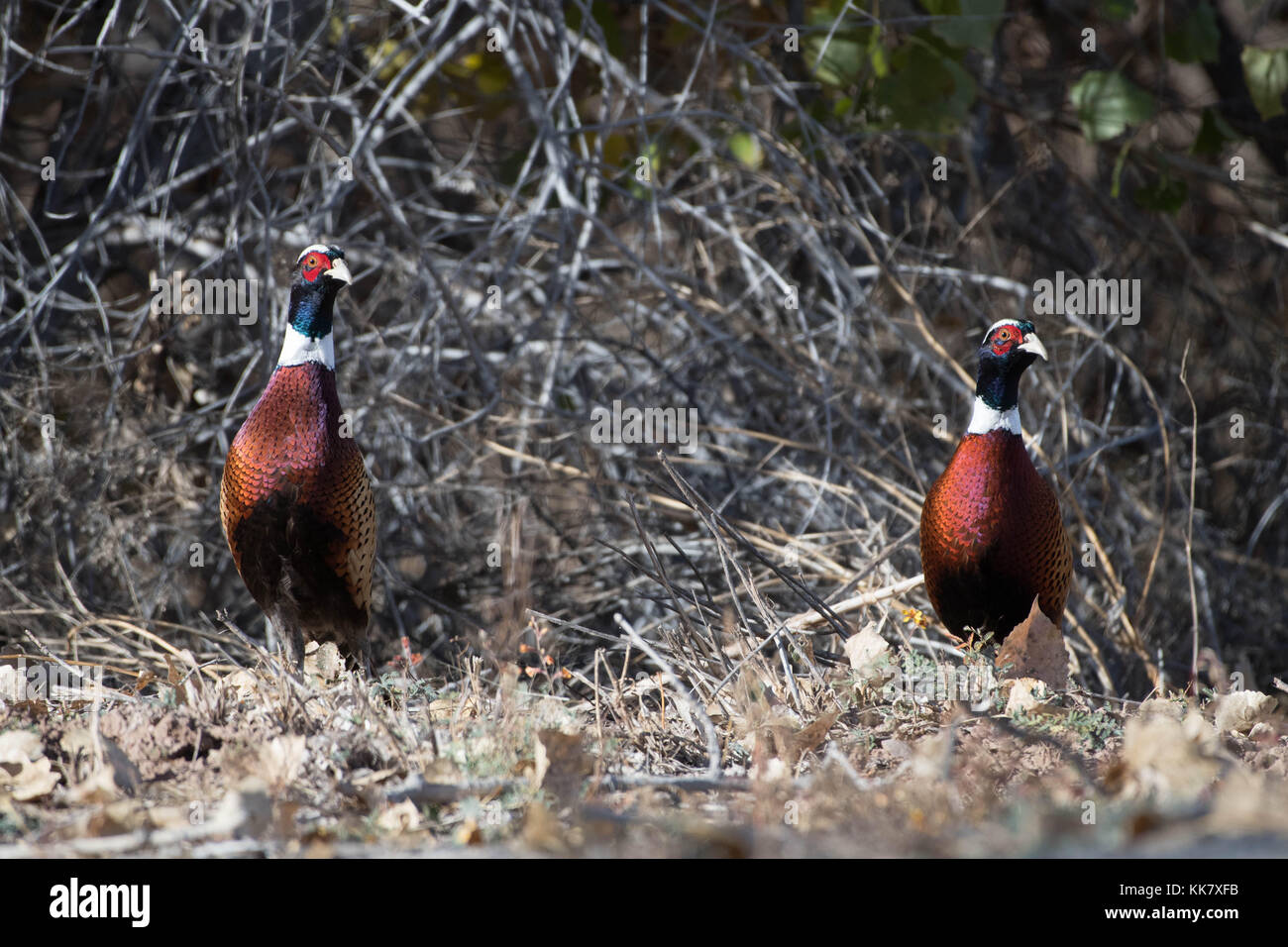 Male Ring-necked Pheasant, (Phasianus colchicus), Bernardo Waterfowl ...