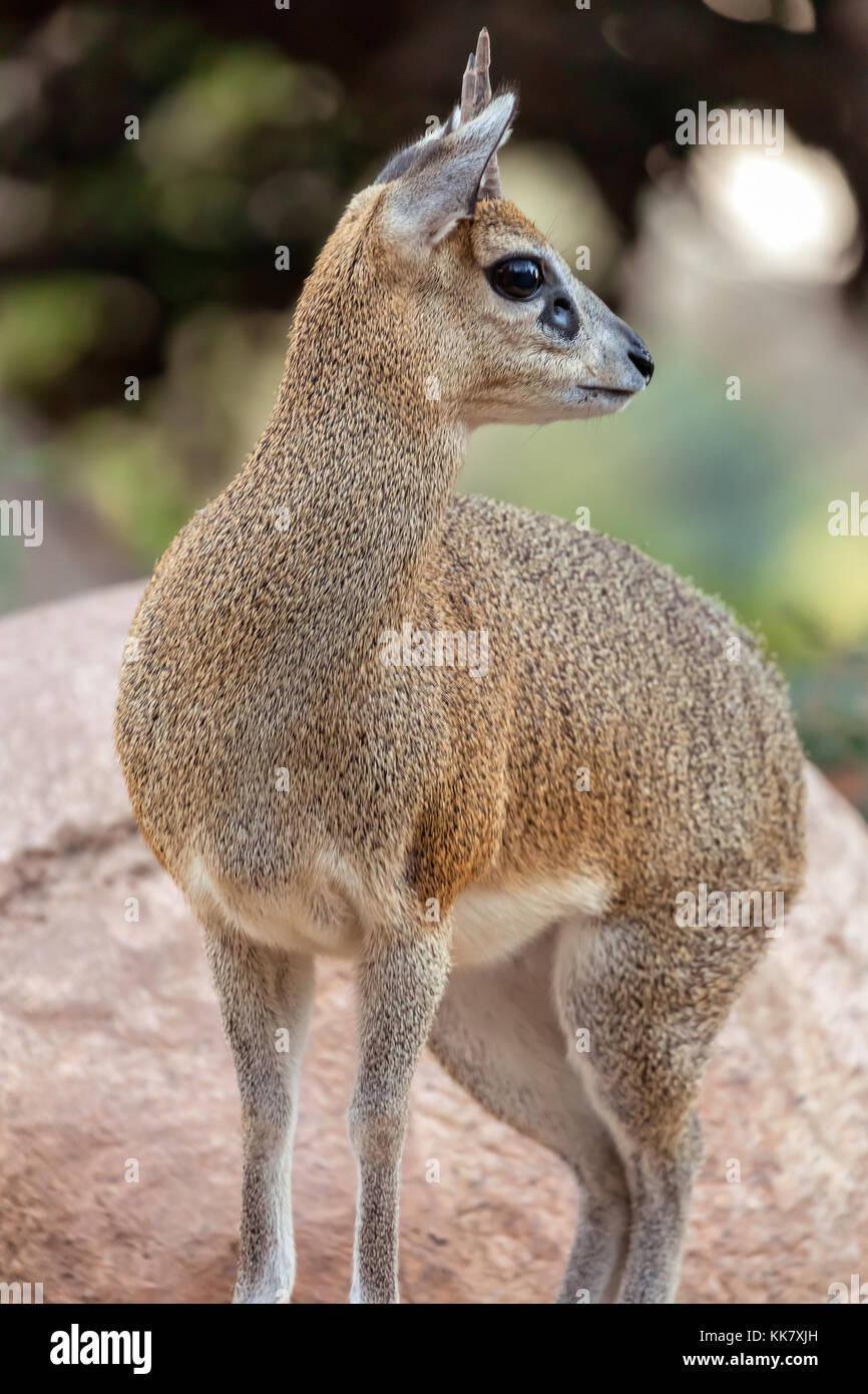 Oreotragus klipspringer hi-res stock photography and images - Alamy