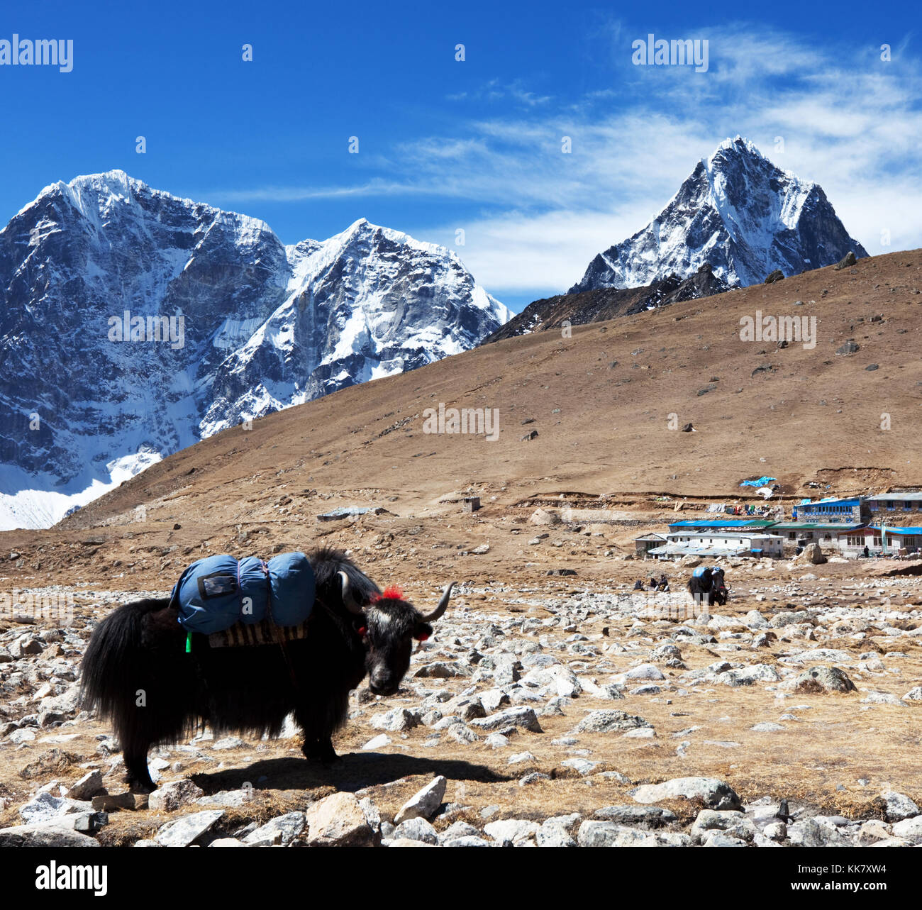 yak in Himalaya Stock Photo - Alamy