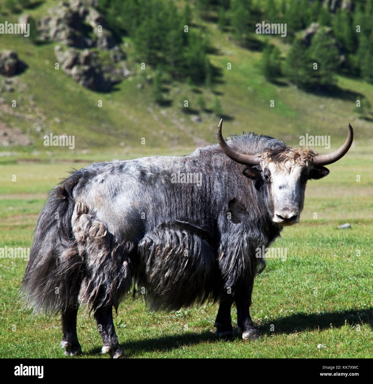 yak in Himalaya Stock Photo - Alamy