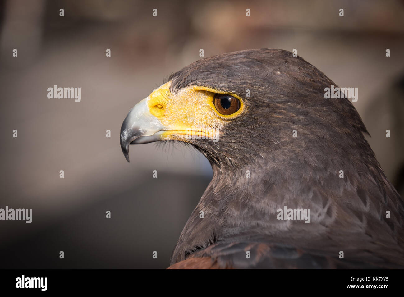 Harris hawk bird prey falconry hi-res stock photography and images - Alamy
