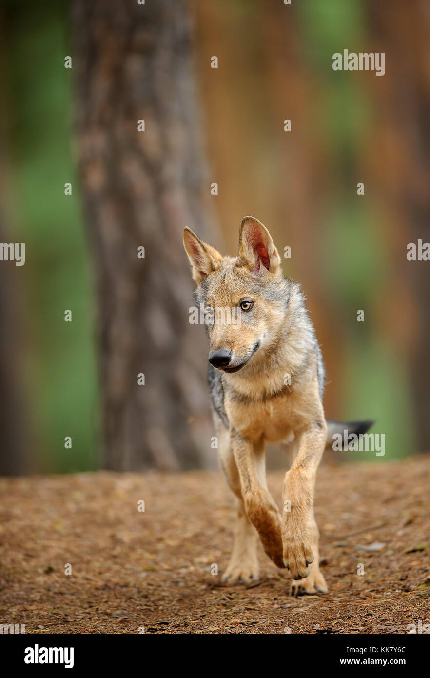 Wolf from front view in forest Stock Photo - Alamy
