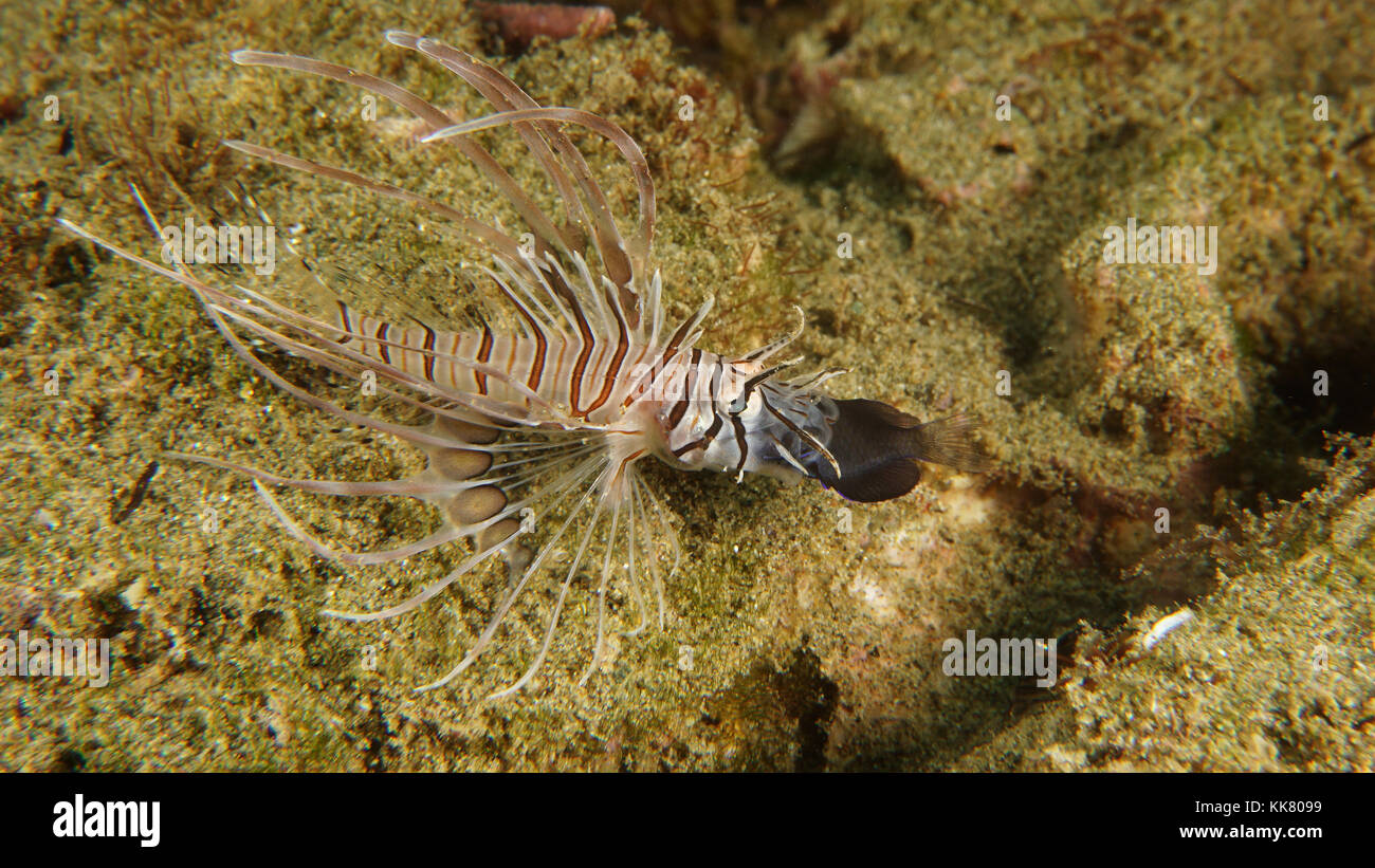 Lionfish Eating