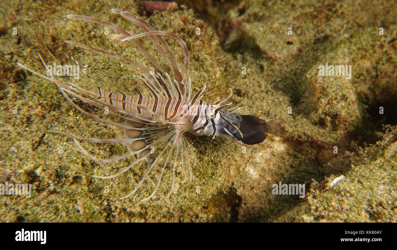 Juvenile lionfish hi-res stock photography and images - Alamy