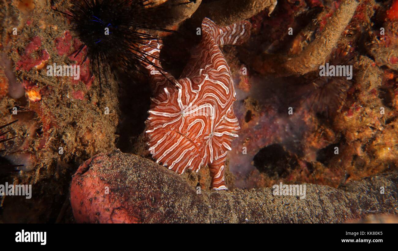 Psychodelic Frogfish Histiophryne psychedelica Stock Photo - Alamy