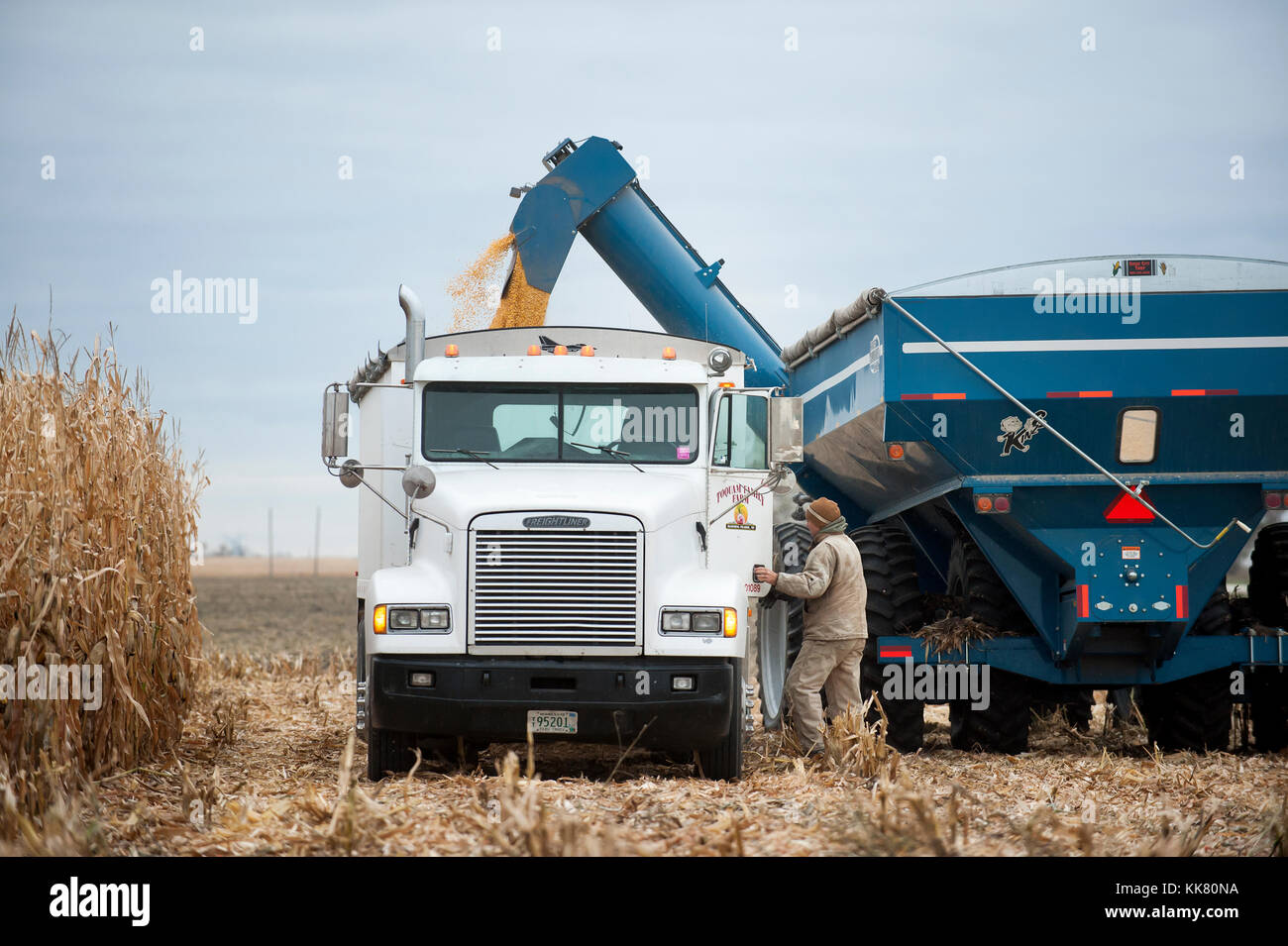 FARMER WATCHING A GRAVITY BOX UNLOADING CORN WHILE HARVESTING ON A FARM ...