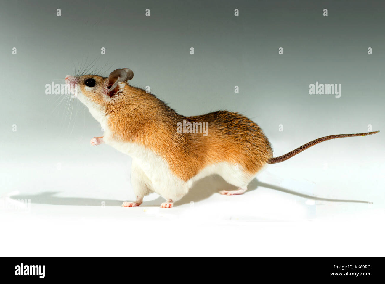 speculative image of a mutated red mouse with six limbs Stock Photo - Alamy