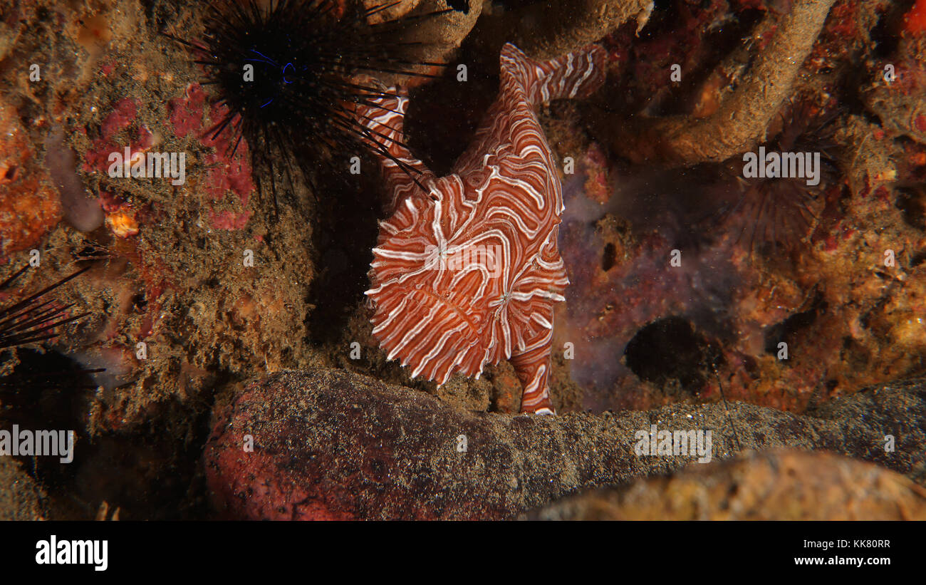 Psychedelica hi-res stock photography and images - Alamy