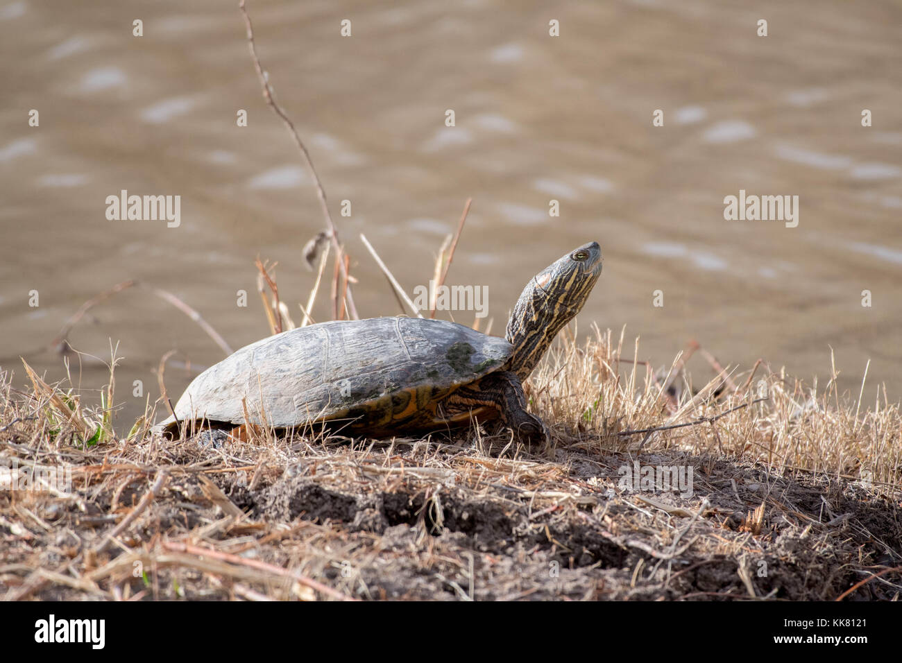 Big Bend Slider, (Trachemys gaigeae gaigeae), Bosque del Apache ...