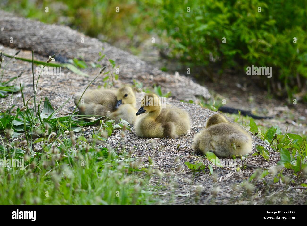 Canadian Geese adults watching over baby chicks along the Charles River ...