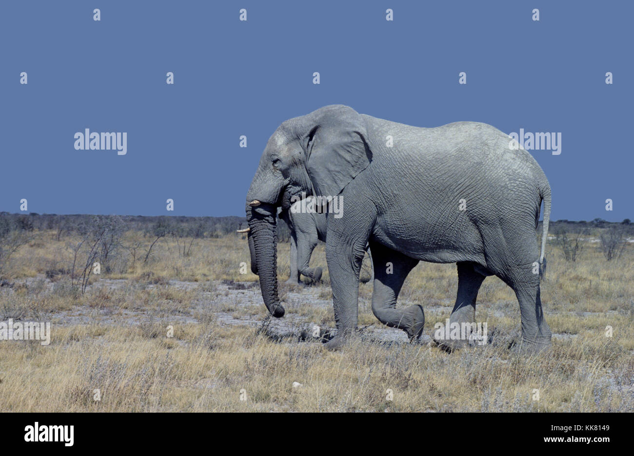 Elephant fangs hi-res stock photography and images - Alamy