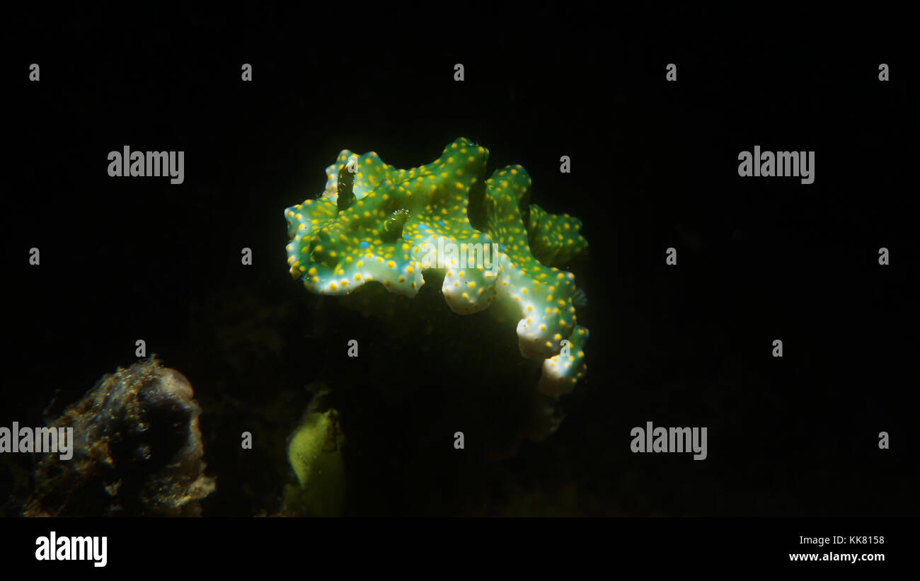 Miamira (Ceratosoma) sp.5 Sinuatum sp. with eggmass Stock Photo - Alamy
