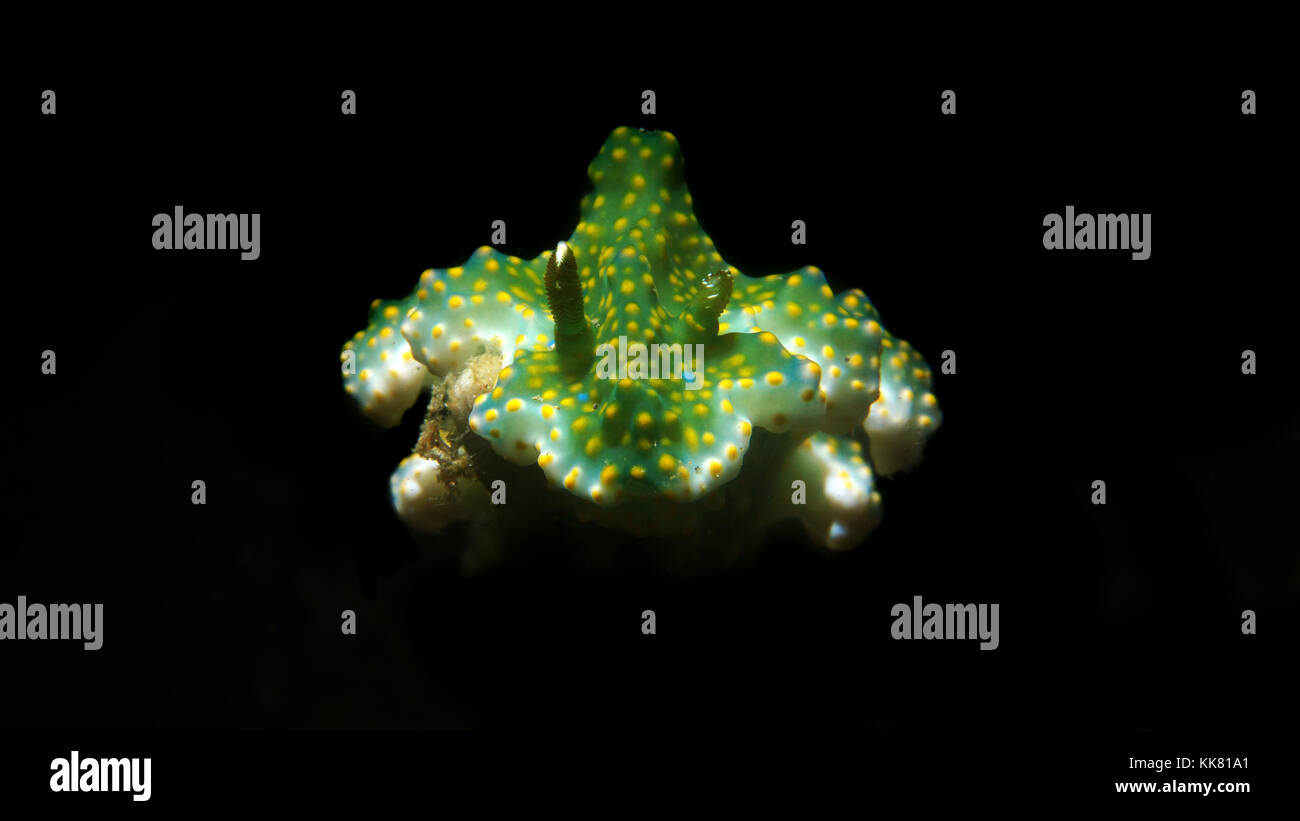 Miamira sp hi-res stock photography and images - Alamy