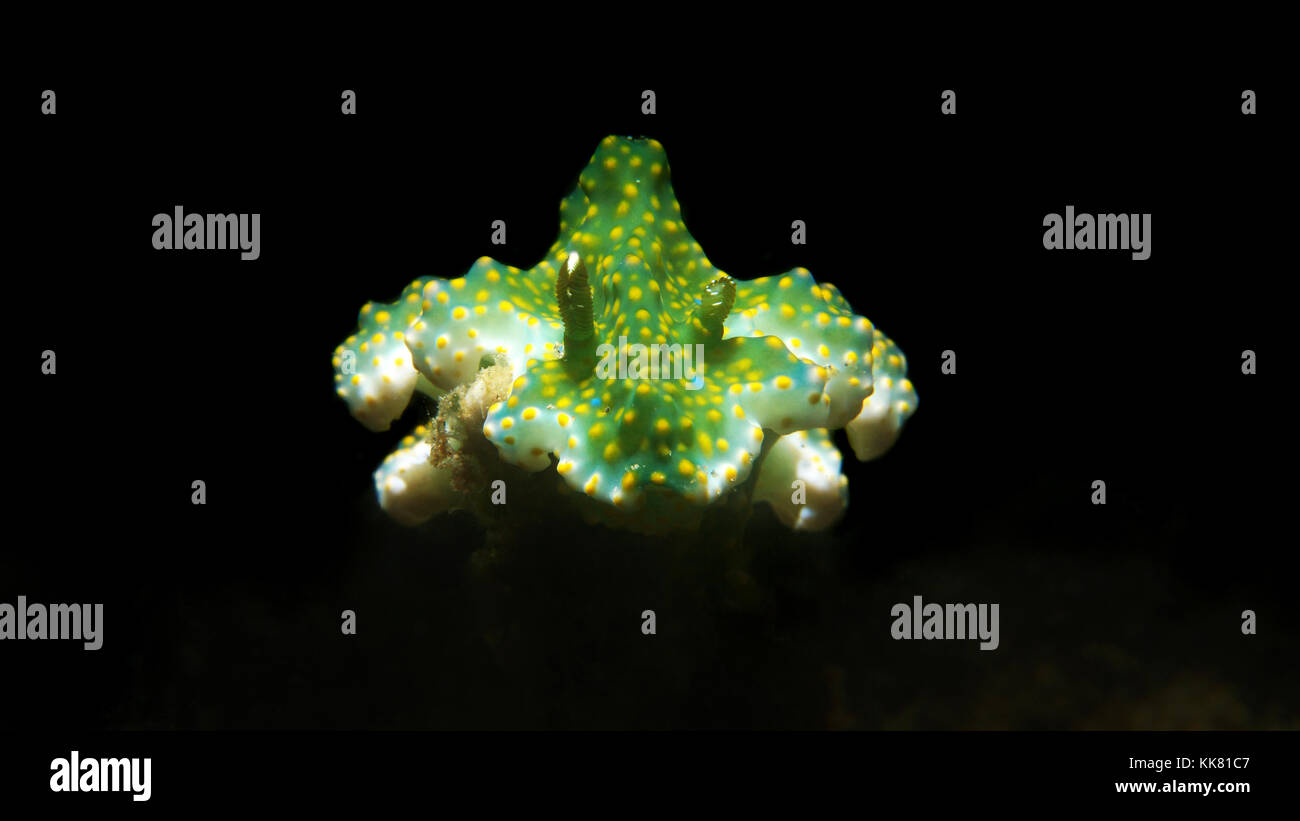 Miamira (Ceratosoma) sp.5 Sinuatum sp. with eggmass Stock Photo - Alamy