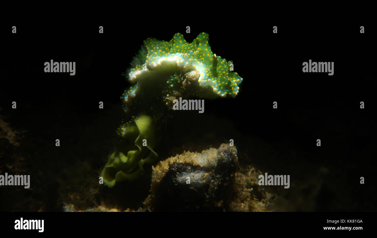 Miamira (Ceratosoma) sp.5 Sinuatum sp. with eggmass Stock Photo - Alamy