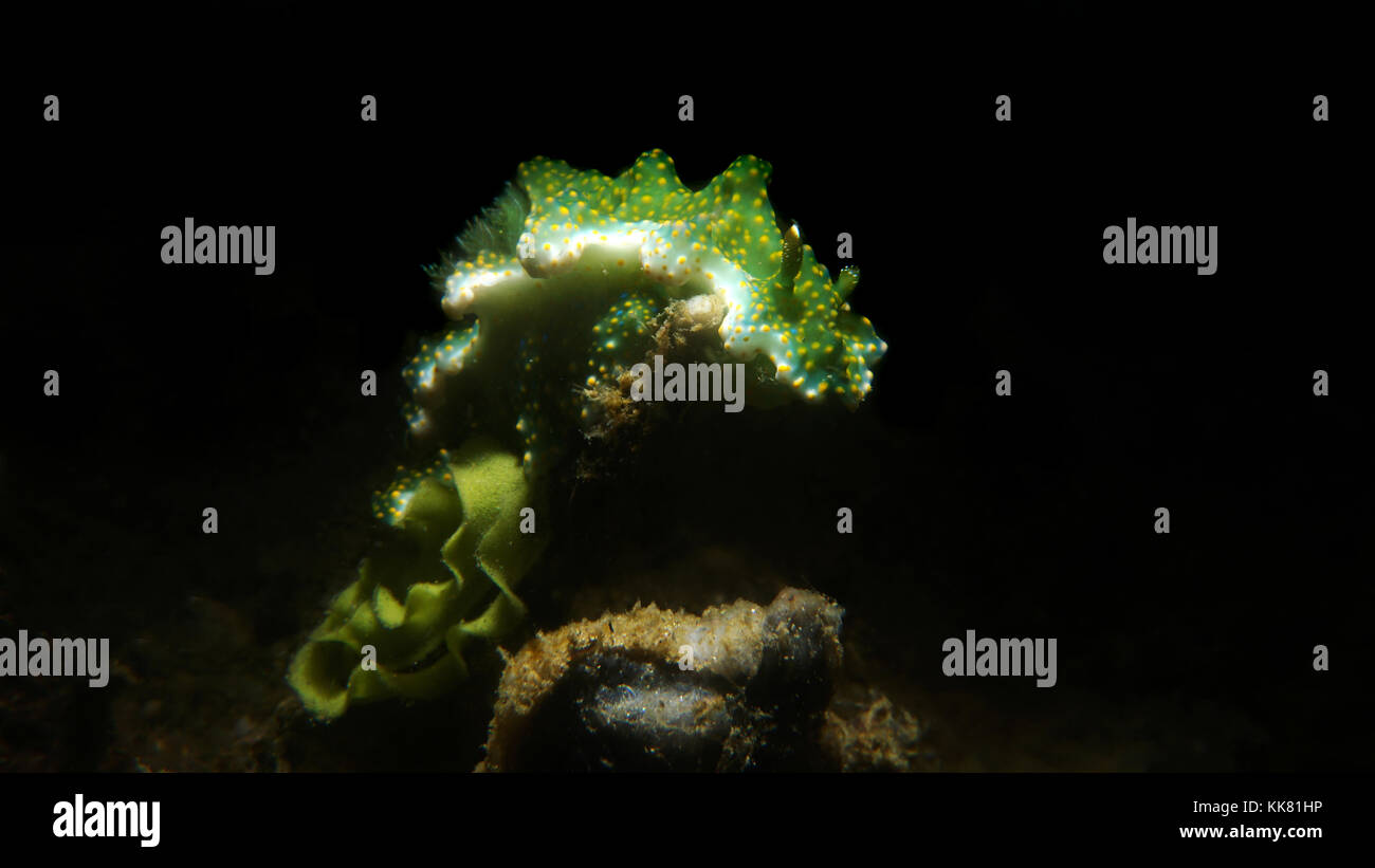 Miamira (Ceratosoma) sp.5 Sinuatum sp. with eggmass Stock Photo - Alamy