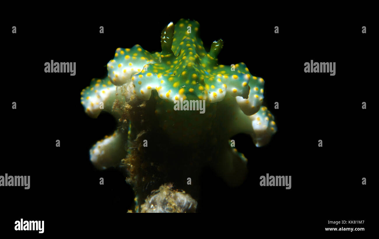 Miamira (Ceratosoma) sp.5 Sinuatum sp. with eggmass Stock Photo - Alamy