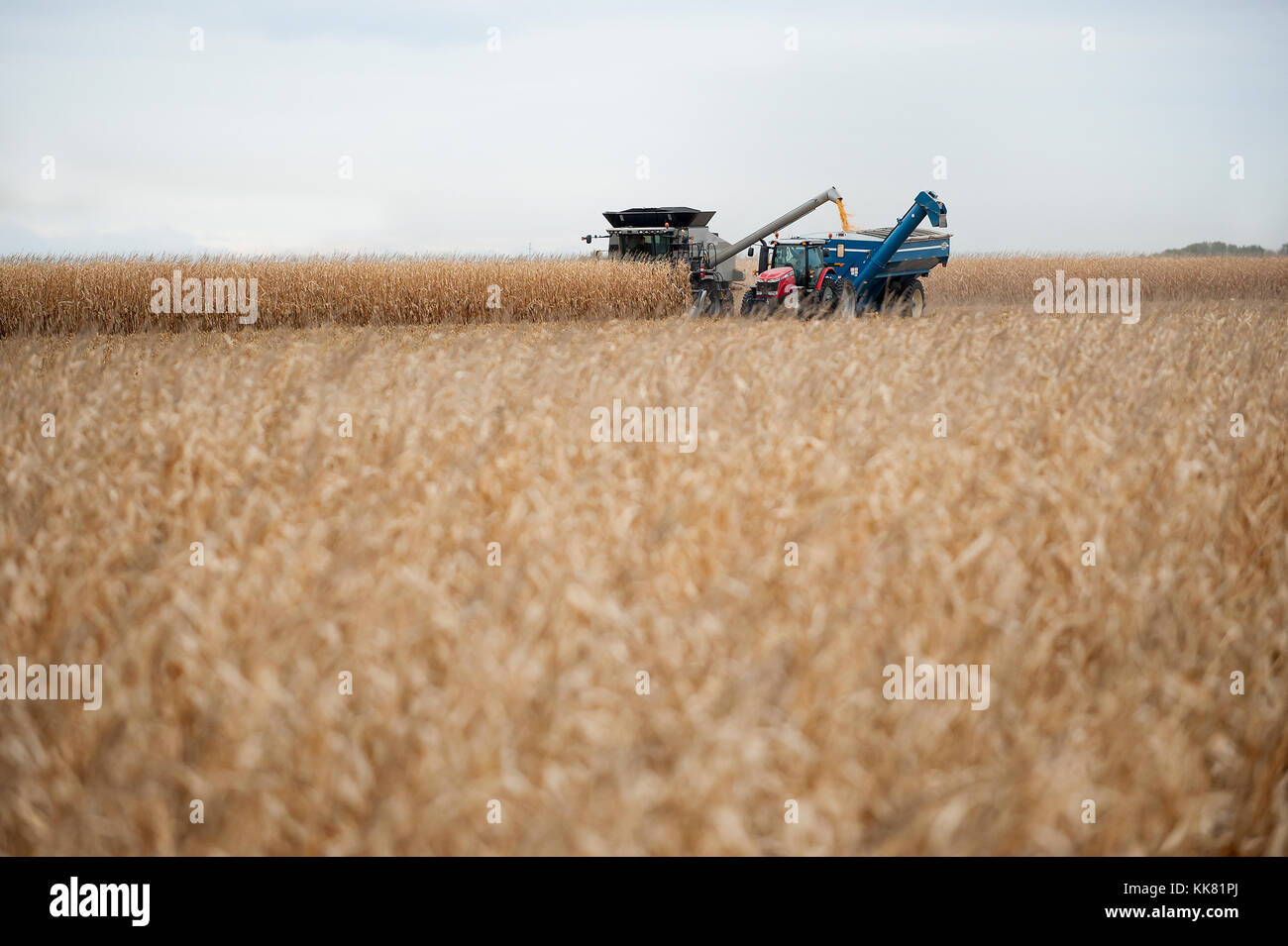 HARVESTING CORN WITH A GLEANER COMBINE ON A FARM IN BLOOMING PRAIRIE ...