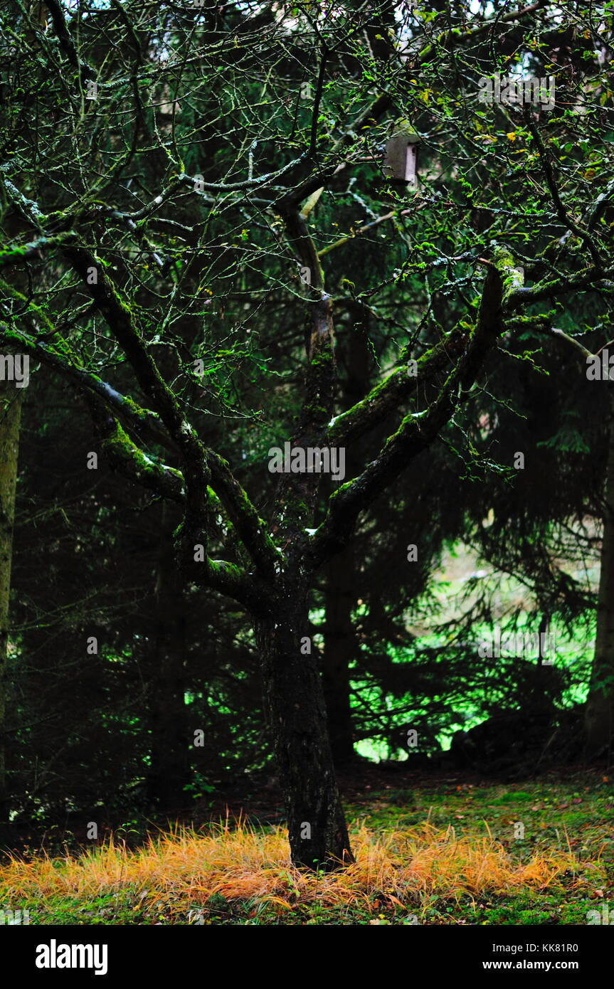 Vermooster baum hi-res stock photography and images - Alamy