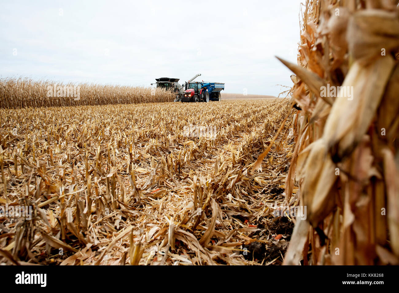 COMBINE HARVESTING CORN, BLOOMING PRAIRIE, MINNESOTA Stock Photo - Alamy