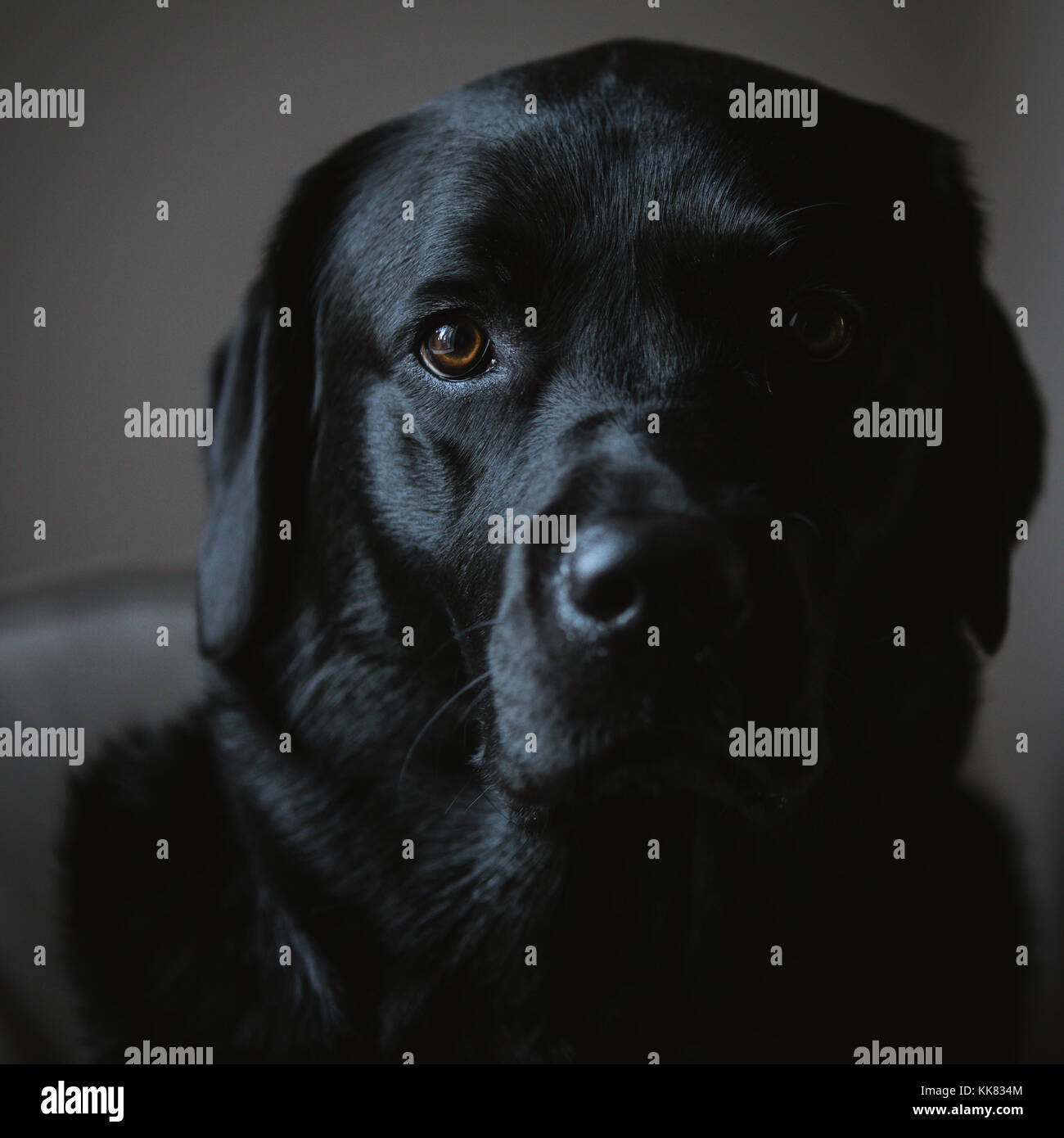 Working black labrador retriever hi-res stock photography and images ...