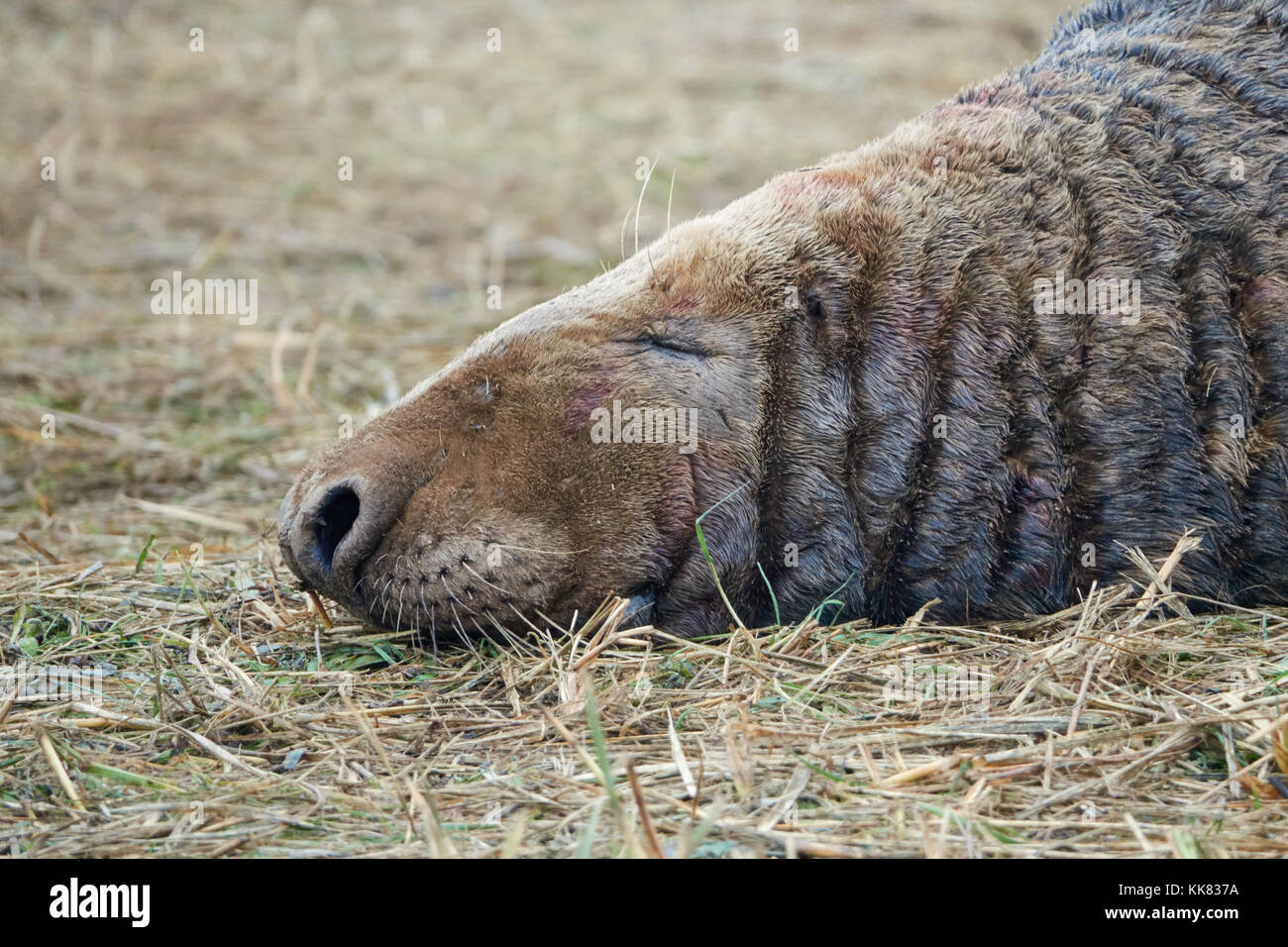 Adult grey seal resting Stock Photo - Alamy