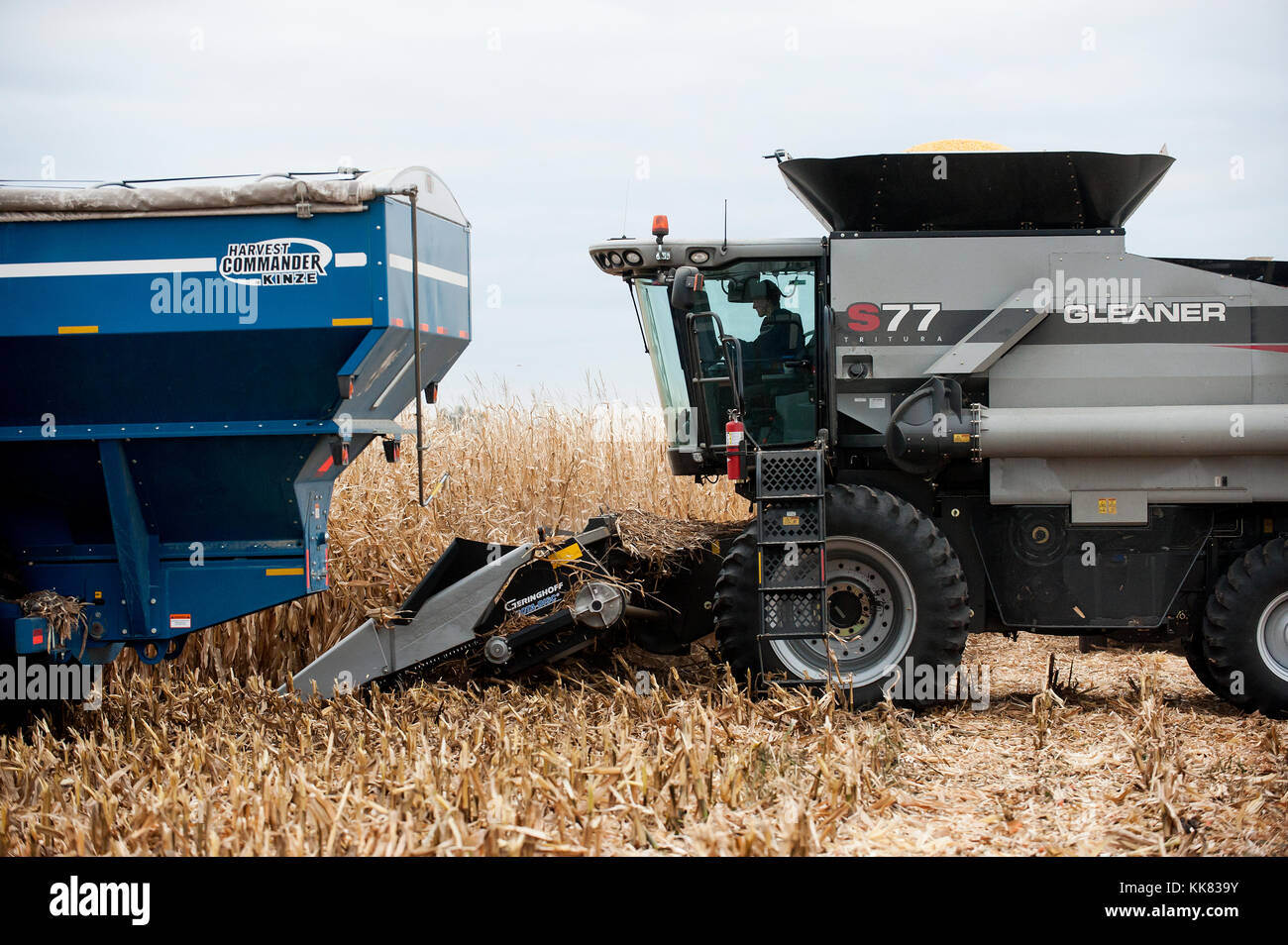 Gleaner Harvesting Corn 2024 Harvest With The M2 Gleaner, Is In The
