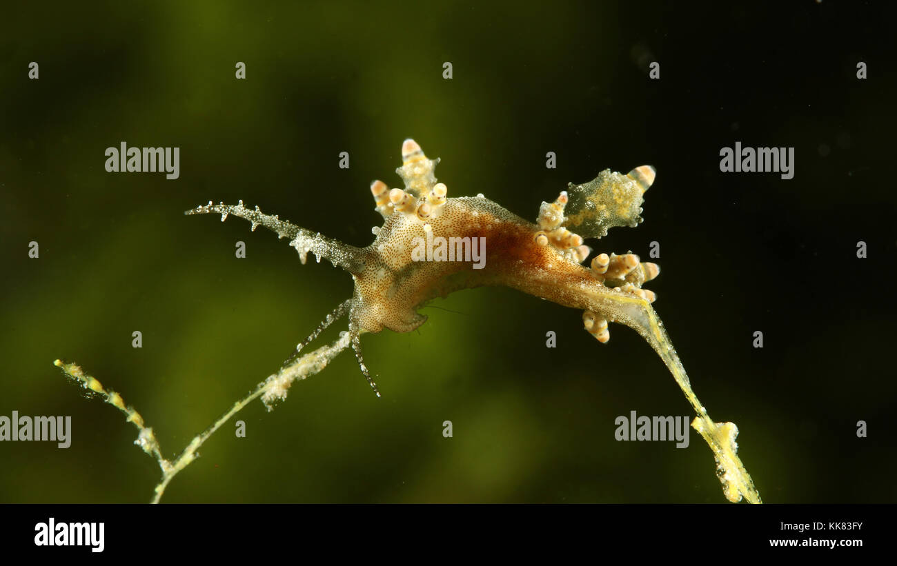 Eubranchus rubropunctatus nudibranch Stock Photo - Alamy