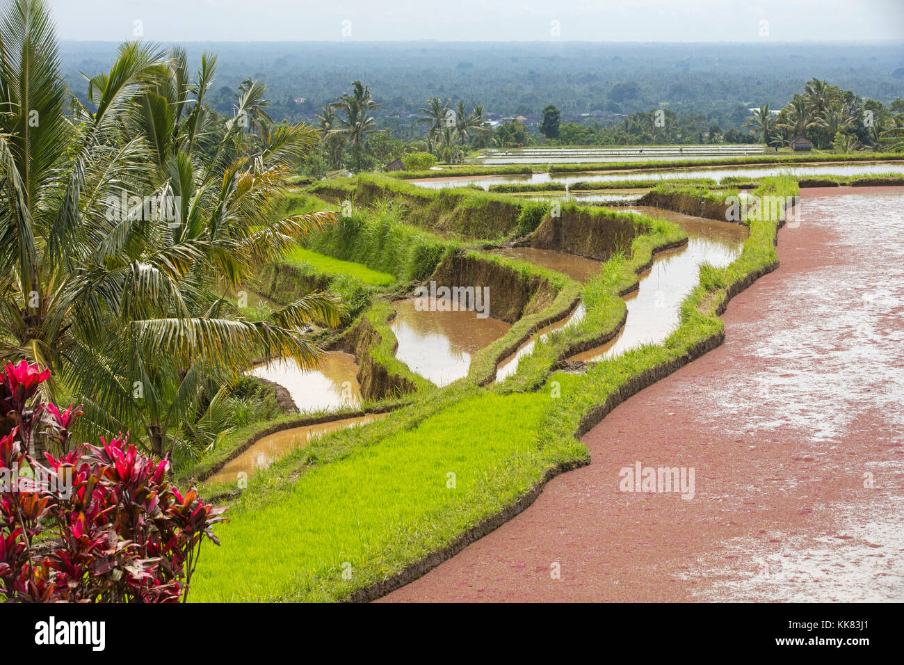 Paddy field rice farming terraces hi-res stock photography and images ...