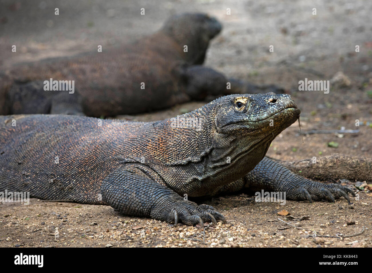 Komodo dragons / Komodo monitors (Varanus komodoensis) of the ...